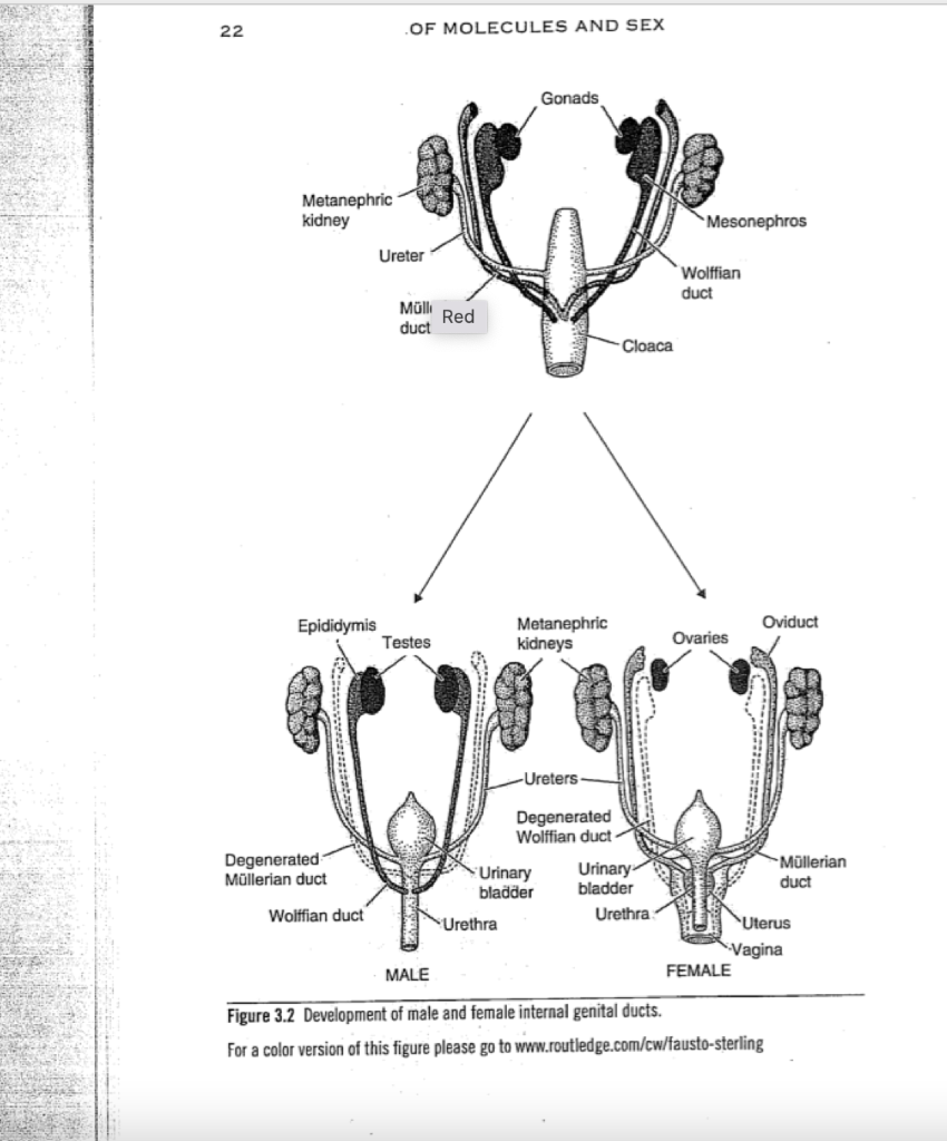 Solved 1 We Usually Discuss Sex As A Dichotomous Variable