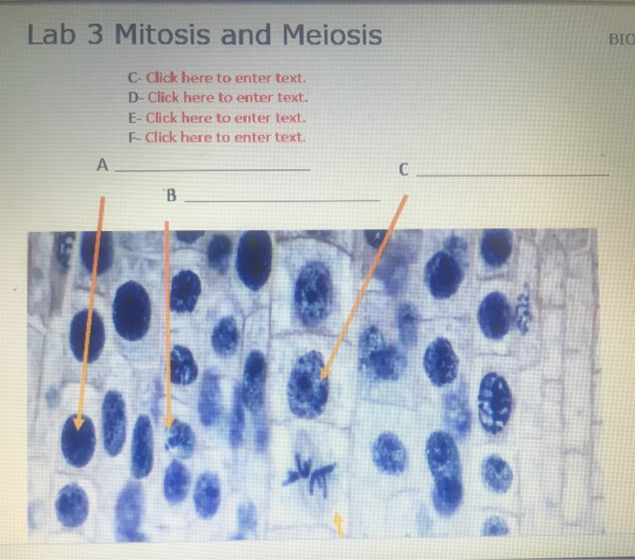 Solved Label the slide images below with the appropriate | Chegg.com