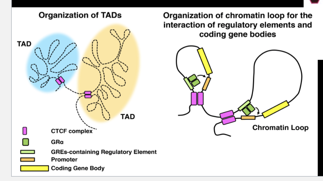 Solved GENETICS QUESTION 1. Look at the 2 photos below and | Chegg.com