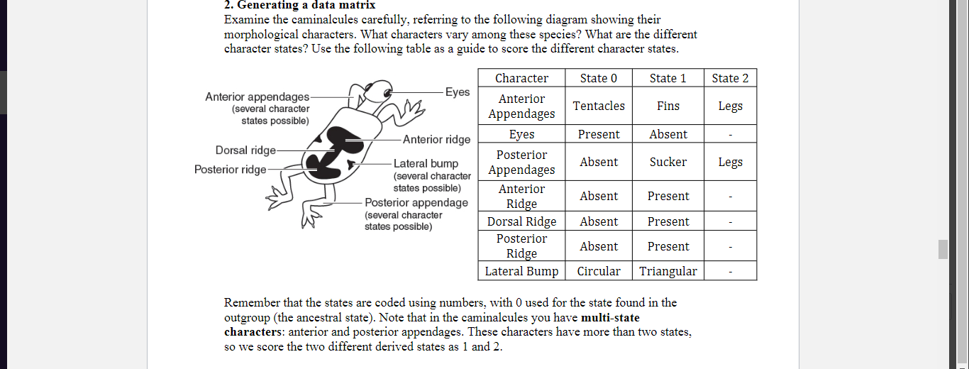 Phylogeny reconstruction - Caminalcules 7 CHARACTER | Chegg.com