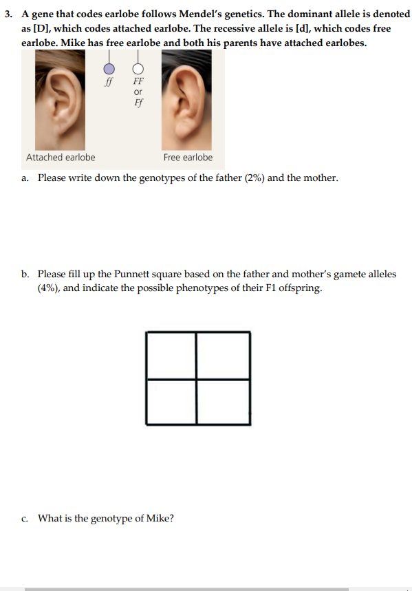Solved A gene that codes earlobe follows Mendel's genetics. | Chegg.com