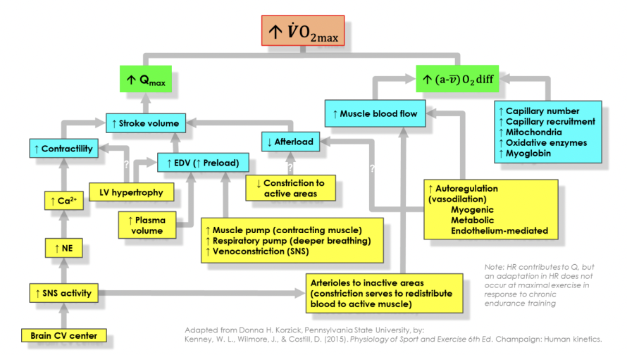 Solved Explain this in the context of exercise training: | Chegg.com