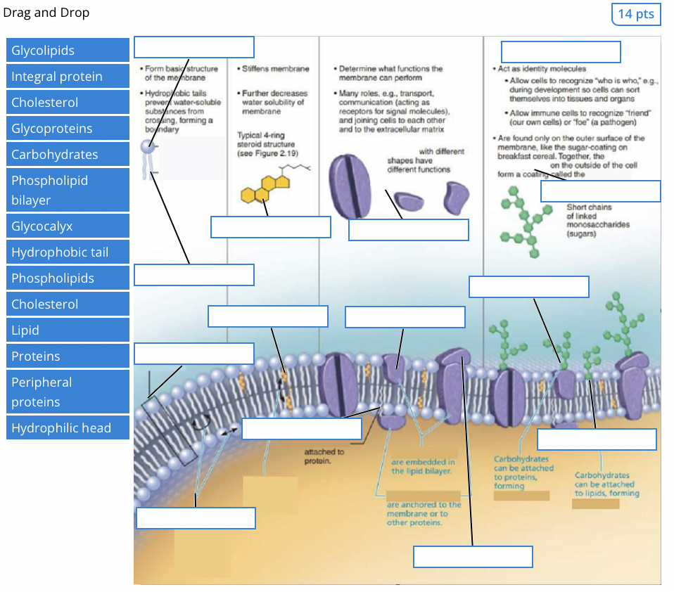 Solved Drag and Drop | Chegg.com