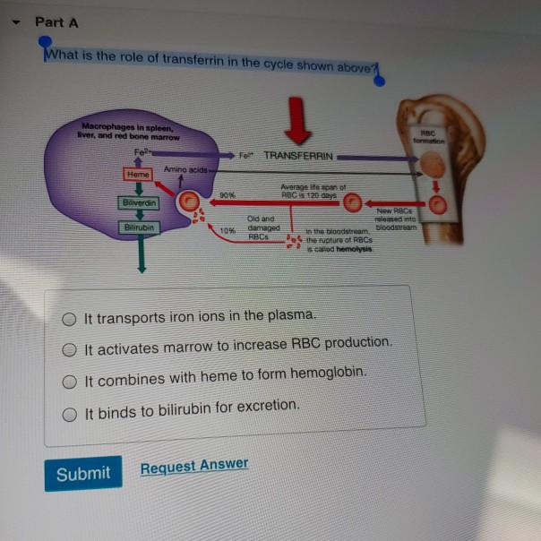 Solved - Part A What is the role of transferrin in the cycle | Chegg.com
