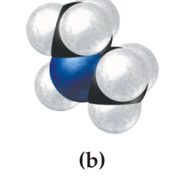 Solved Based on the following space-filling models, identify | Chegg.com