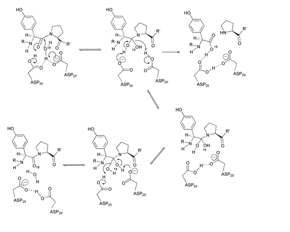 Solved The HIV protease is an aspartyl protease, which | Chegg.com