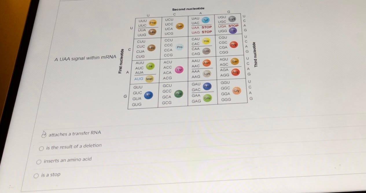 Solved U UUU Phe LUC UUA UUG G UGU UGC UGA STOP UGG U С А G | Chegg.com