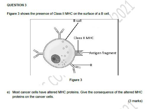 Solved QUESTION 3 Figure 3 shows the presence of Class II | Chegg.com