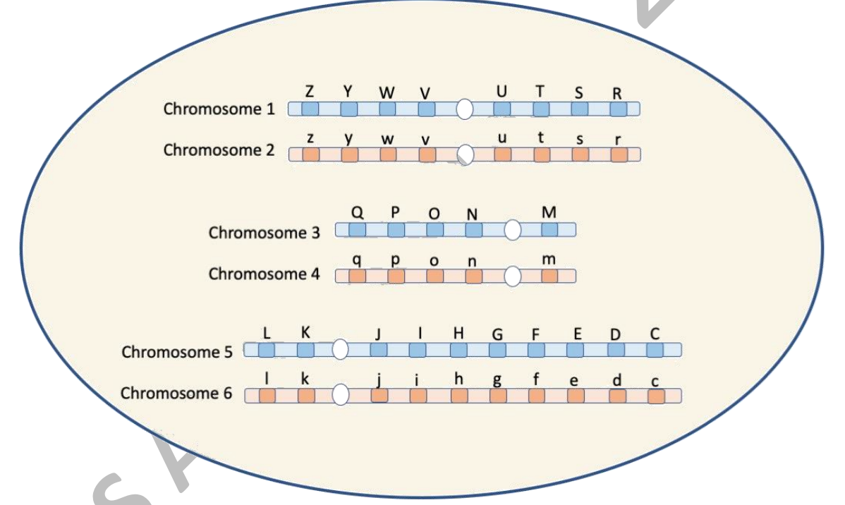 Study the cell with a diploid number of six (2n=6) | Chegg.com