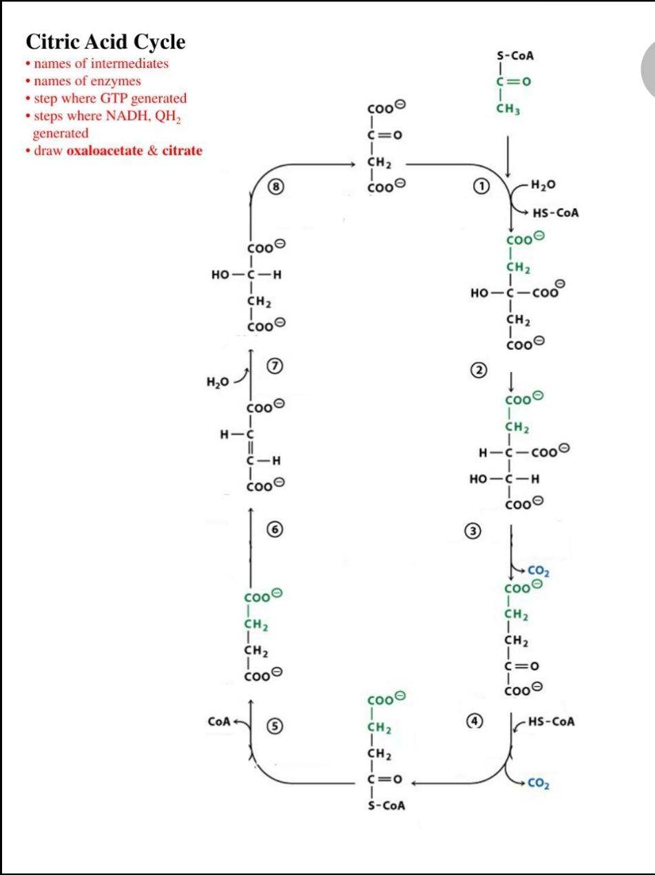 Solved Citric Acid Cycle • names of intermediates names of | Chegg.com