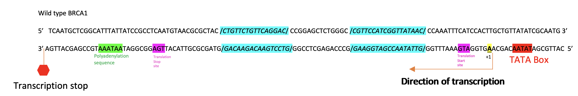 Solved Let's assume just splicing has happened.Which of the | Chegg.com