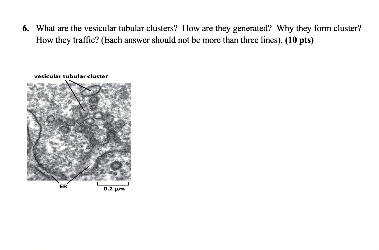 Solved 6. What are the vesicular tubular clusters? How are | Chegg.com