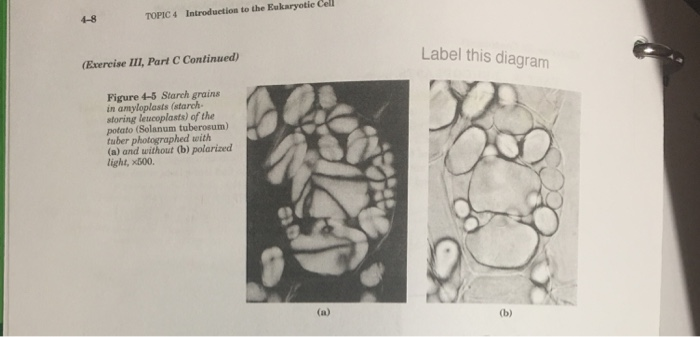 Leucoplast Diagram