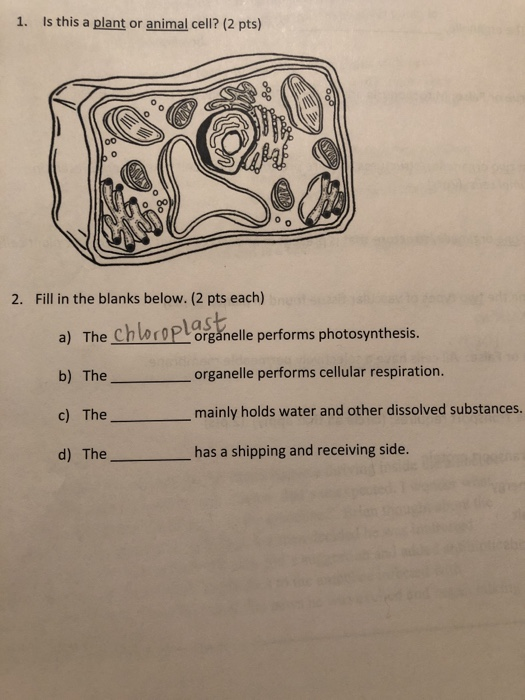 Solved 1. Is this a plant or animal cell? (2 pts) 2. Fill in | Chegg.com