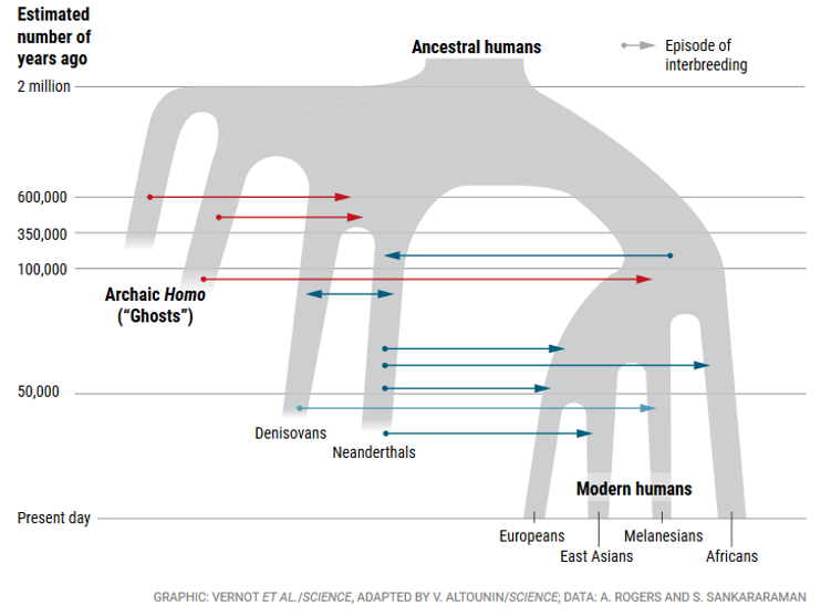 Solved 1) We know there was interbreeding between Homo | Chegg.com