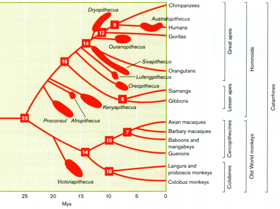 Solved Dryopithecus Chimpanzees Australopithecus Humans | Chegg.com