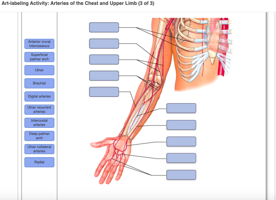 Solved Art-labeling Activity: Arteries of the Chest and | Chegg.com