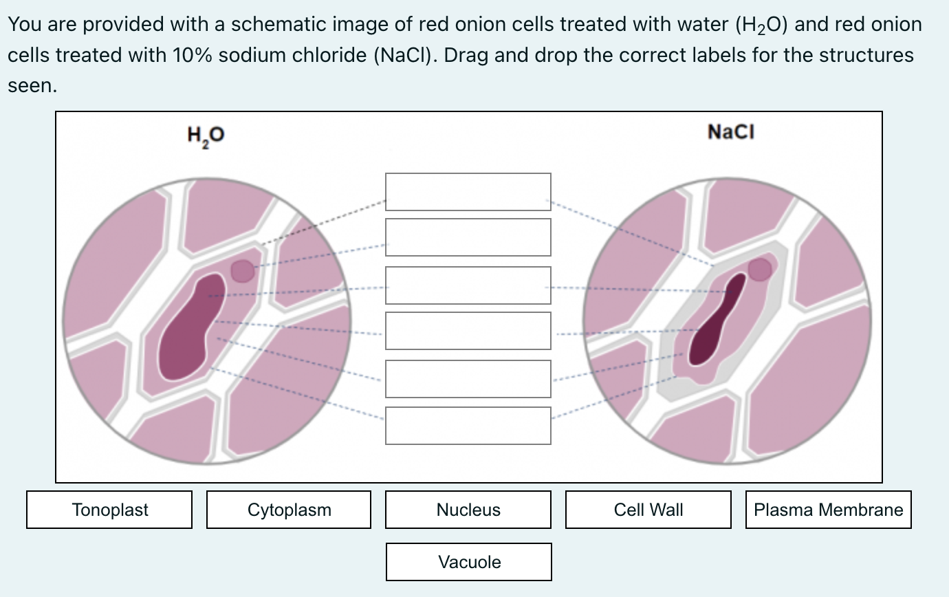 Solved You are provided with a schematic image of red onion | Chegg.com