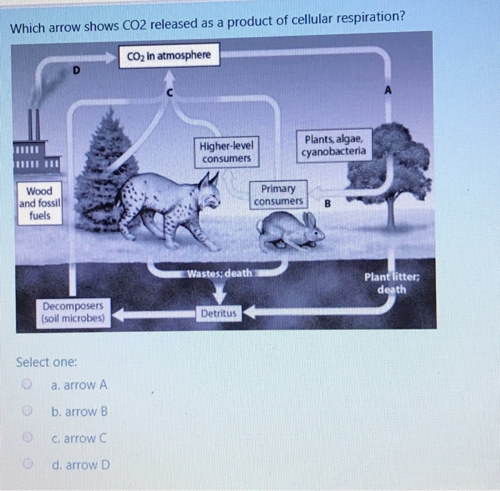 Solved Which arrow shows CO2 released as a product of | Chegg.com