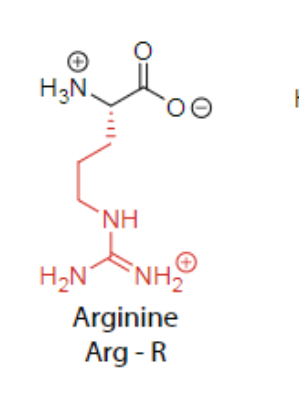 Solved Arginine Arg - R 13. Using the structures of the | Chegg.com