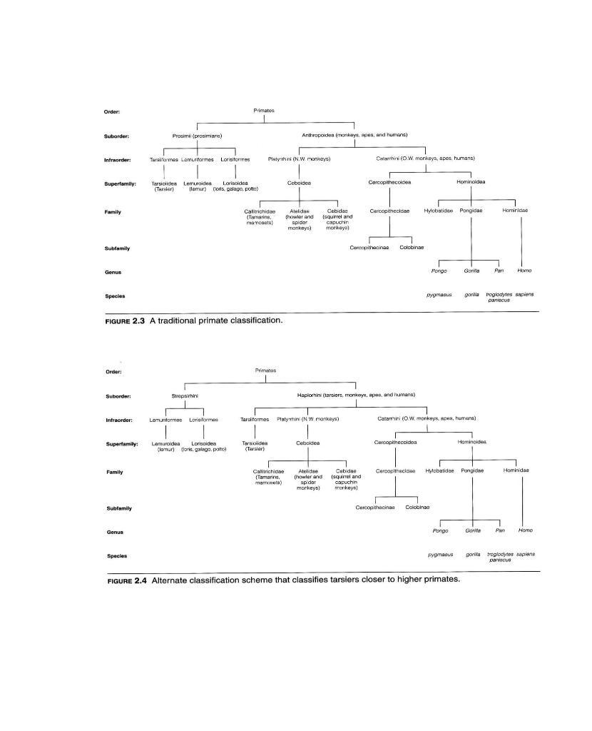 Order Primates 1 Suborder: Prosimi prosimir) | Chegg.com