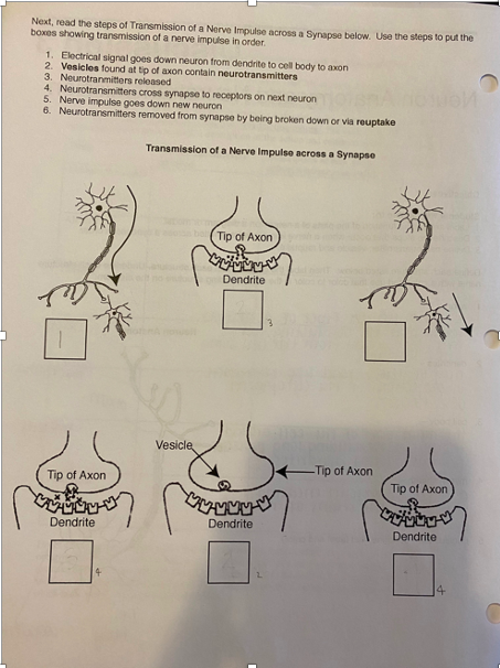 Solved Next, read the steps of Transmission of a Nerve | Chegg.com