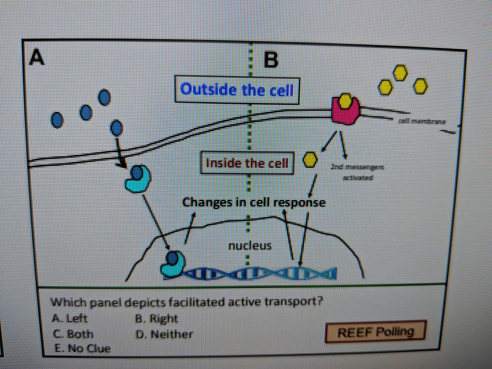 Solved Outside the cell Inside the cell ( Changes in cell | Chegg.com