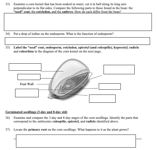 Solved 33) Examine a corn kernel that has been soaked in | Chegg.com