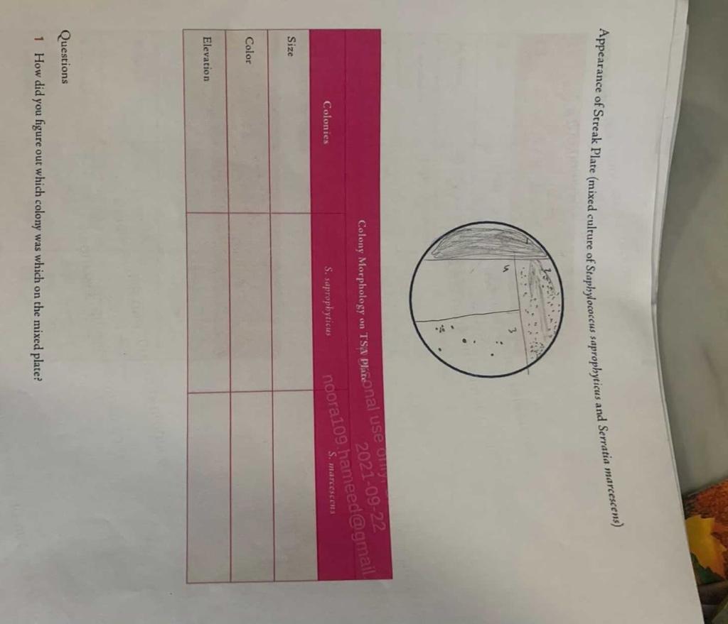 Staphylococcus Saprophyticus Colony Morphology
