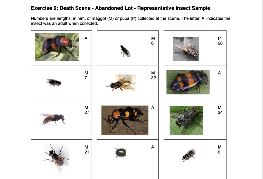 Solved Exercise 9: Death Scene - Abandoned Lot Read the | Chegg.com