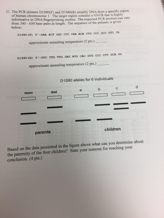 Solved The PCR primers D1S80(F) and D1S80(R) amplify DNA | Chegg.com