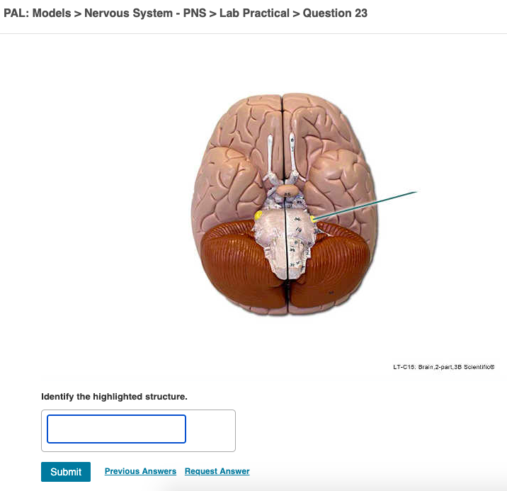 Solved PAL: Models > Nervous System - PNS > Lab Practical > | Chegg.com