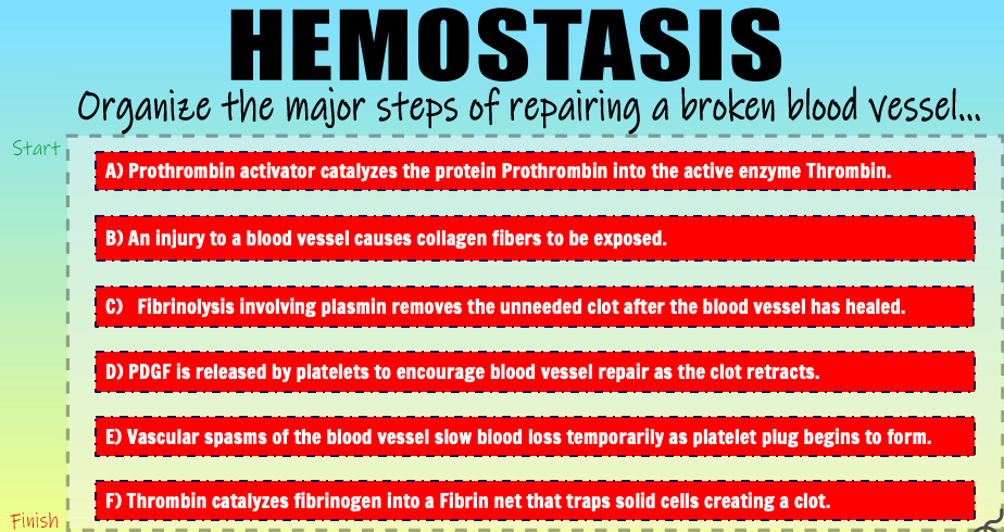 Solved Organize the major steps of repairing a broken blood | Chegg.com