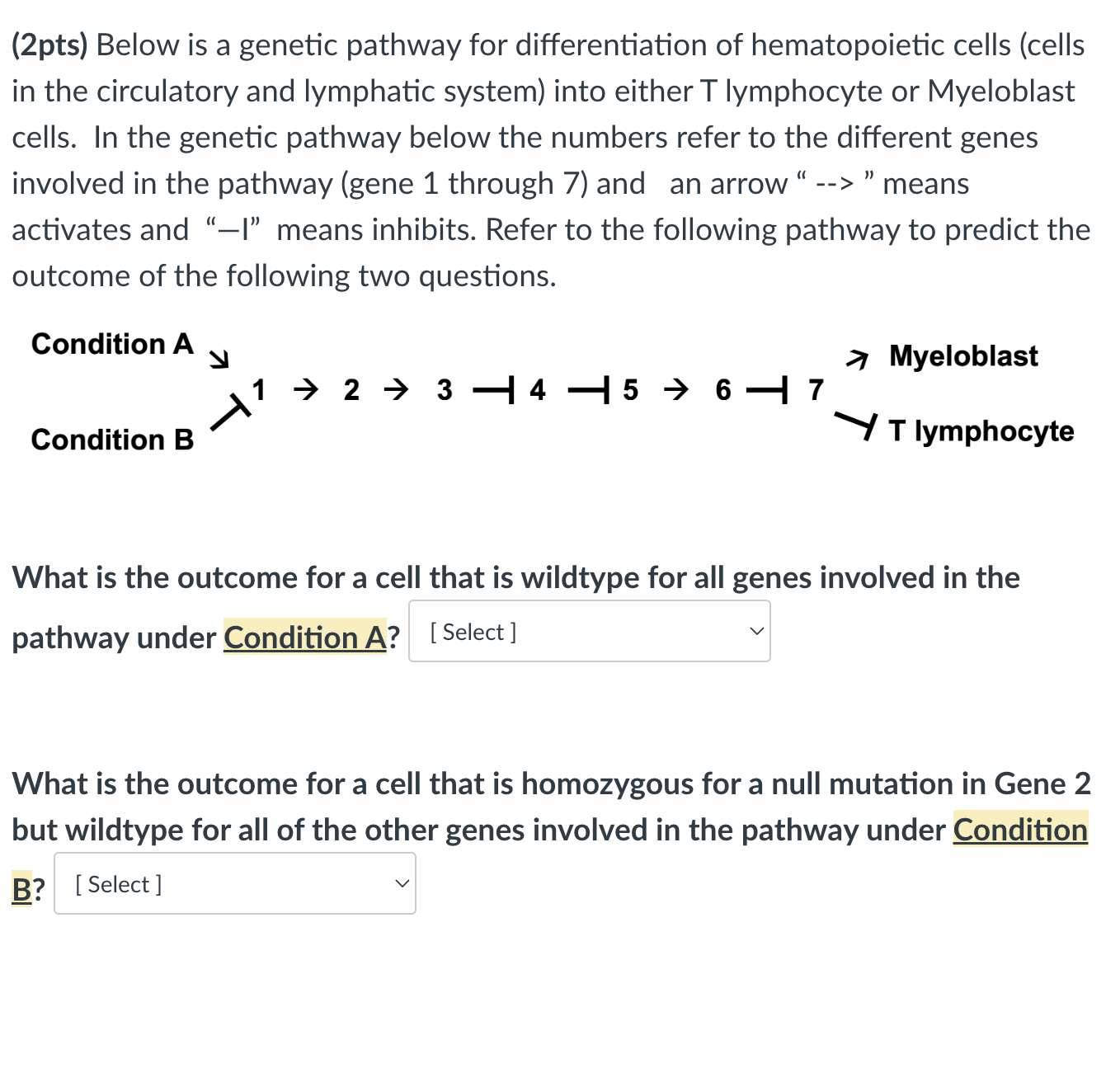 Solved (2pts) ﻿Below is a genetic pathway for | Chegg.com
