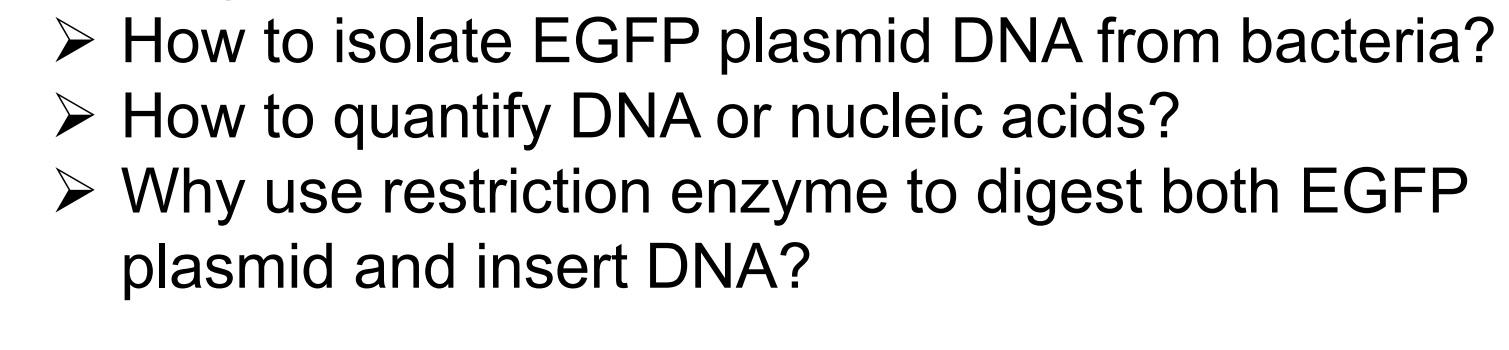 Solved How to isolate EGFP plasmid DNA from bacteria? How to | Chegg.com
