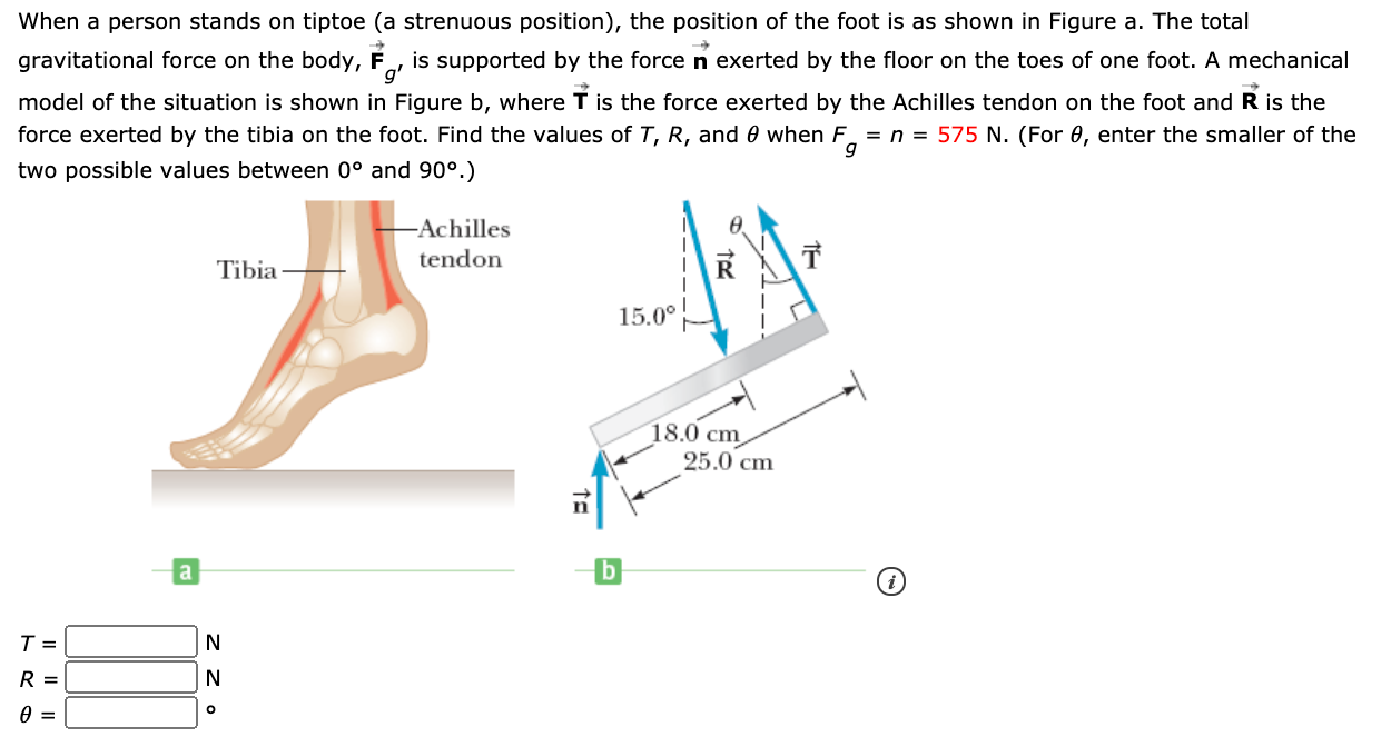 Solved g' When a person stands on tiptoe (a strenuous | Chegg.com