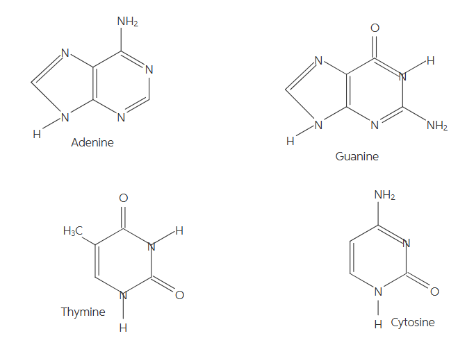 Solved Draw the following nucleotide sequence A-G-C-T . | Chegg.com