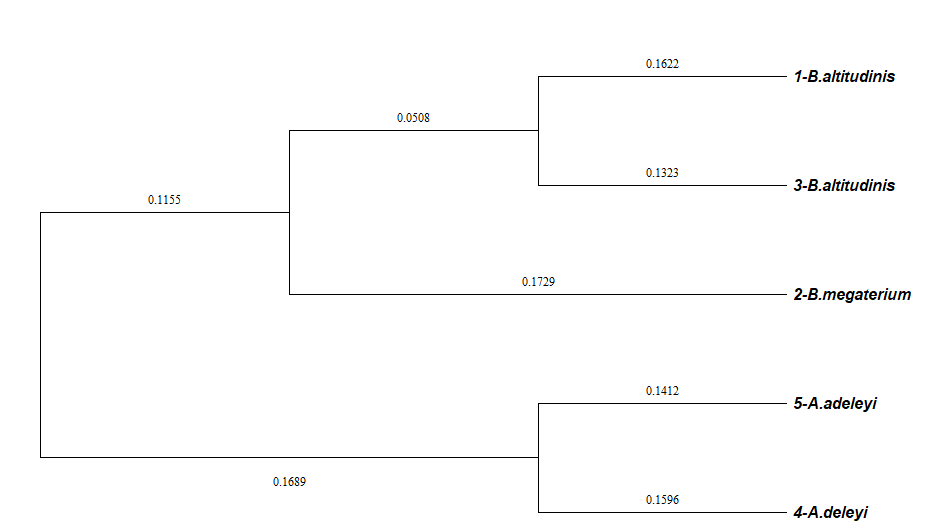 Solved Please help me to interpret this phylogenetic tree of | Chegg.com