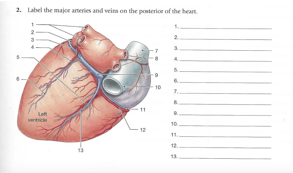 Solved 2. Label the major arteries and veins on the | Chegg.com