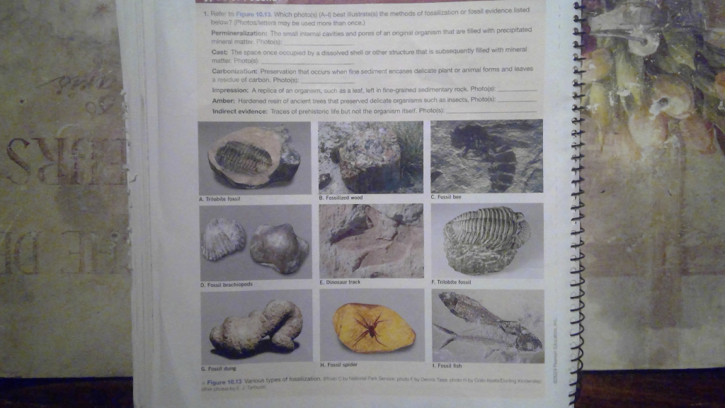 differents types de fossile