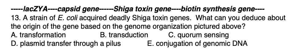 Solved -----lacZYA----capsid gene------Shiga toxin | Chegg.com