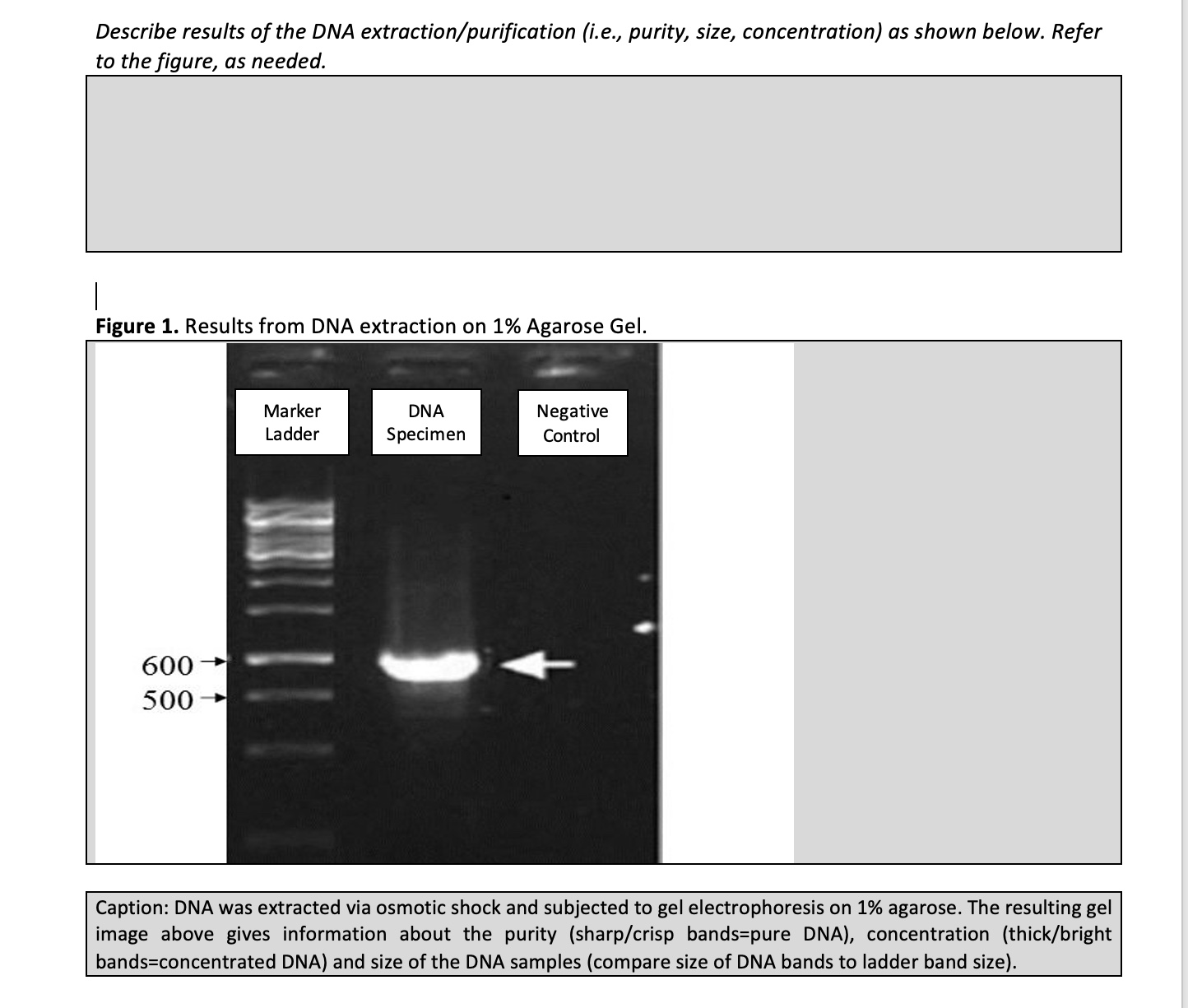 Solved Describe results of the DNA extraction/purification | Chegg.com
