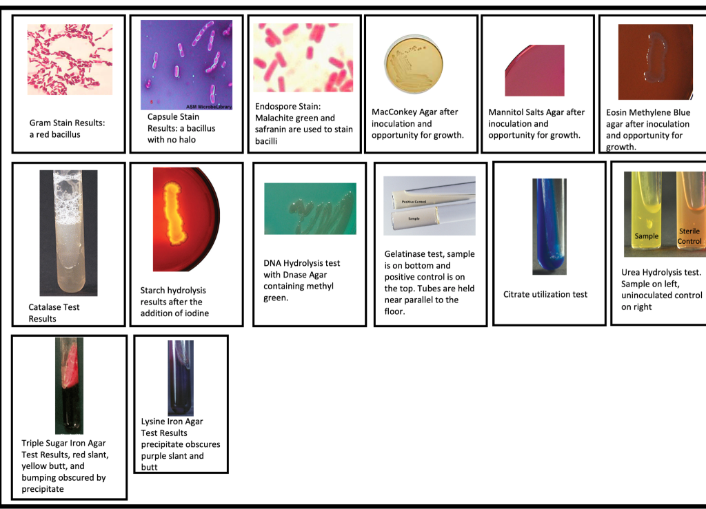 Solved Gram Stain Results: a red bacillus Catalase Test | Chegg.com