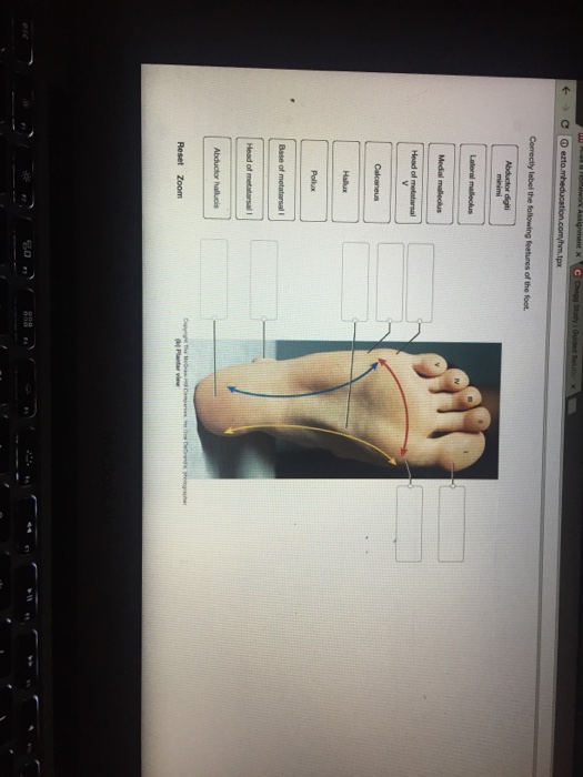 Solved Correctly label the following features of the foot. | Chegg.com