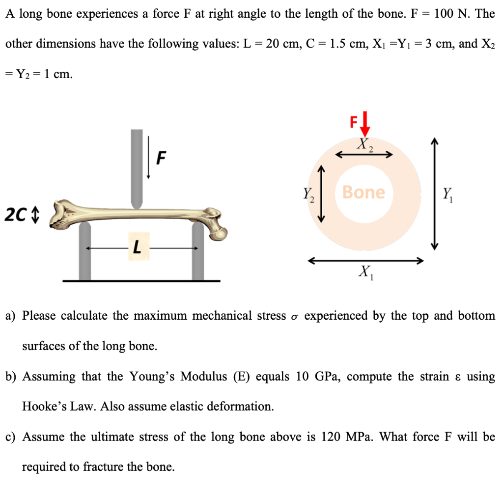 Solved A long bone experiences a force F at right angle to | Chegg.com
