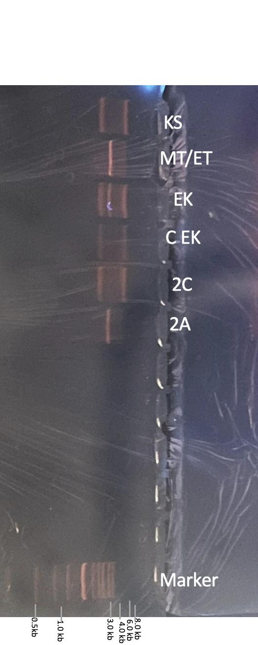 Solved Identify Cut vs Uncut •How many kb is uncut? •How | Chegg.com