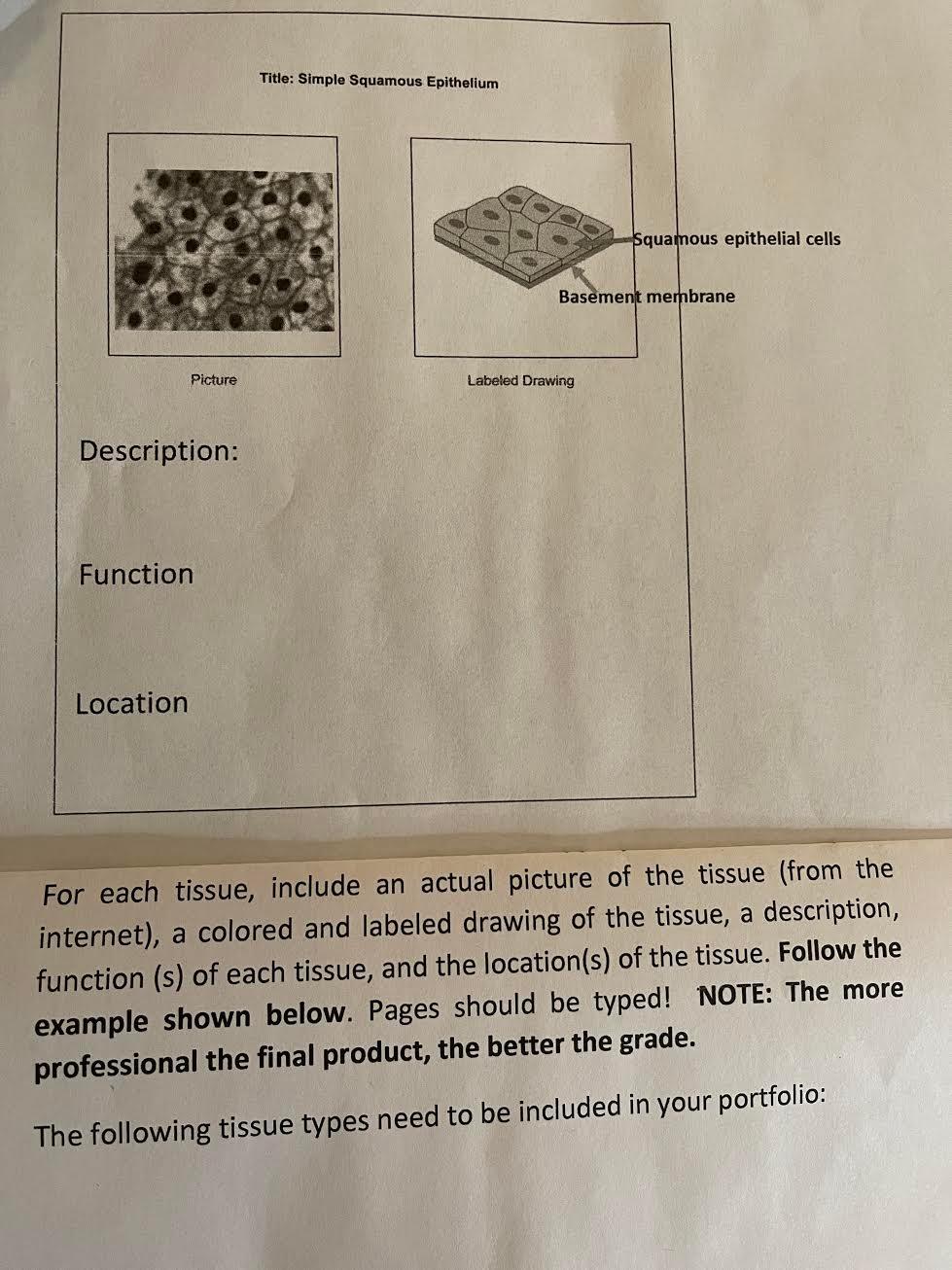 Solved Title: Simple Squamous Epithelium Squamous epithelial | Chegg.com
