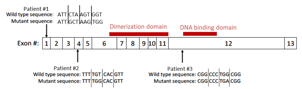 Solved The mutation in Patient 2 (refer to the diagram) is | Chegg.com