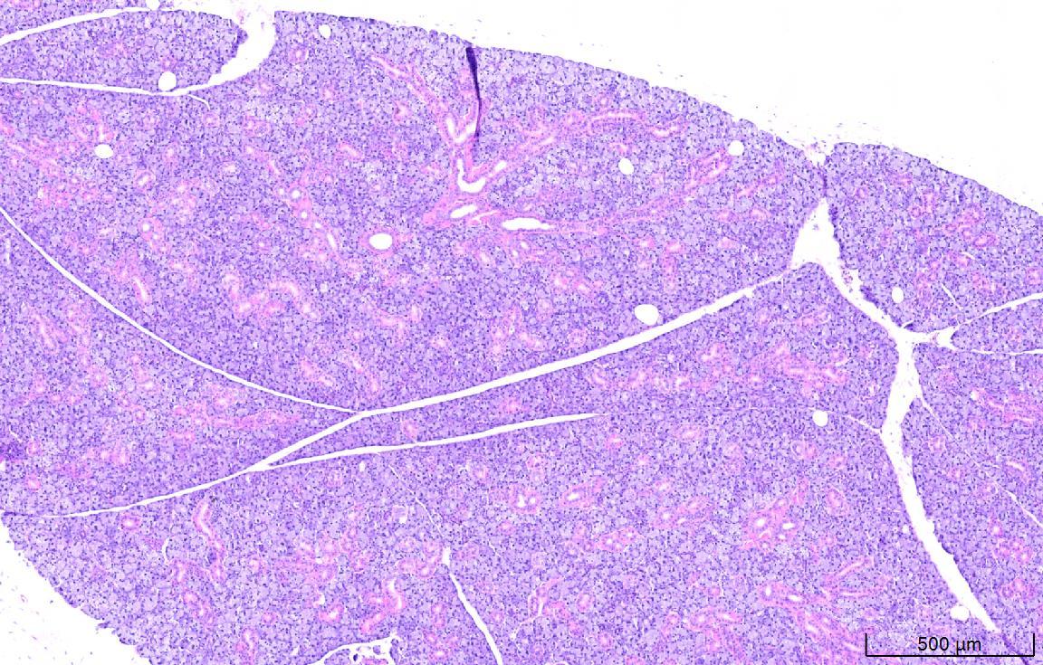 Solved Label the stained section. Following options are | Chegg.com