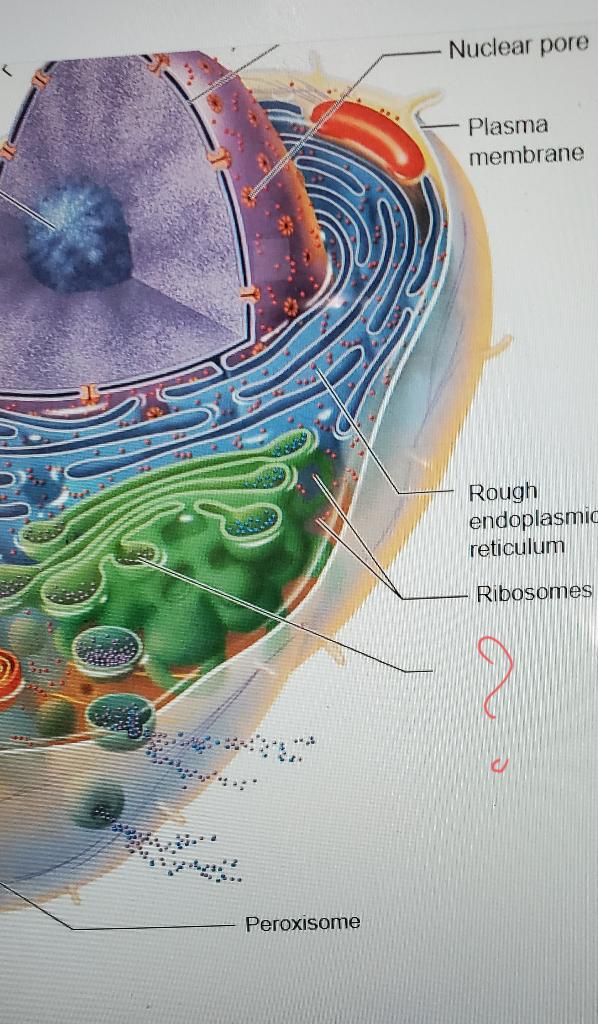 Solved Nuclear pore Plasma membrane Rough endoplasmic | Chegg.com